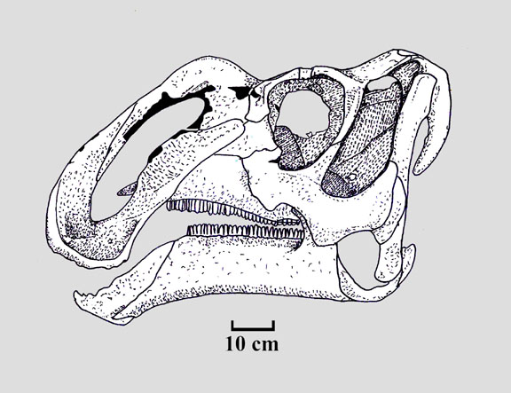 Gryposaurus Skeleton